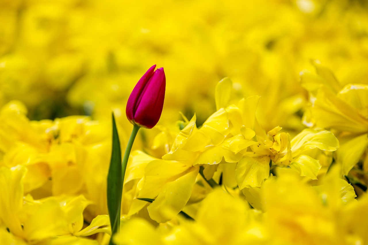 Yes, reinvent the wheel! - IO